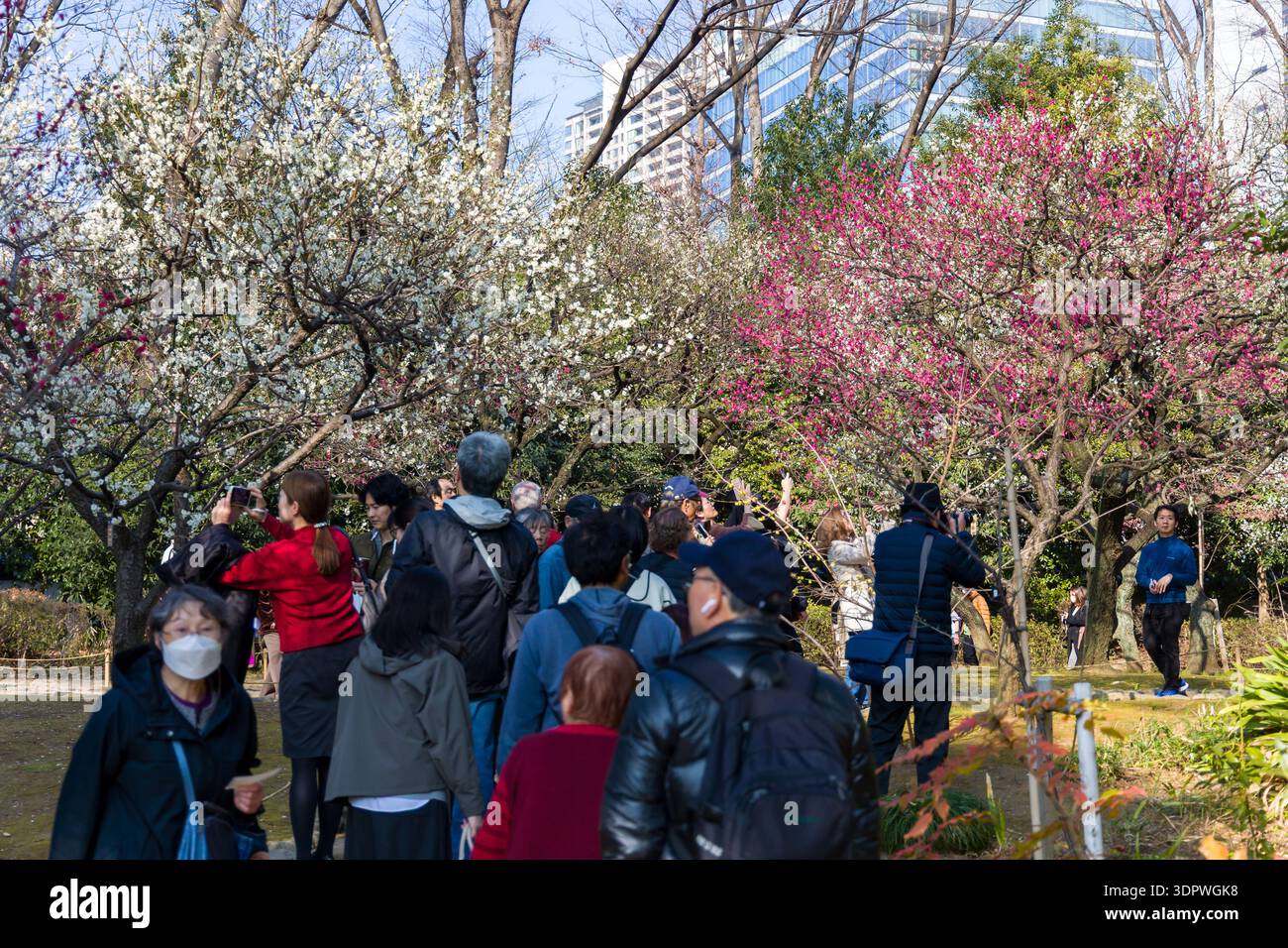 People taking photos of white and pink plum blossoms on sunny spring ...