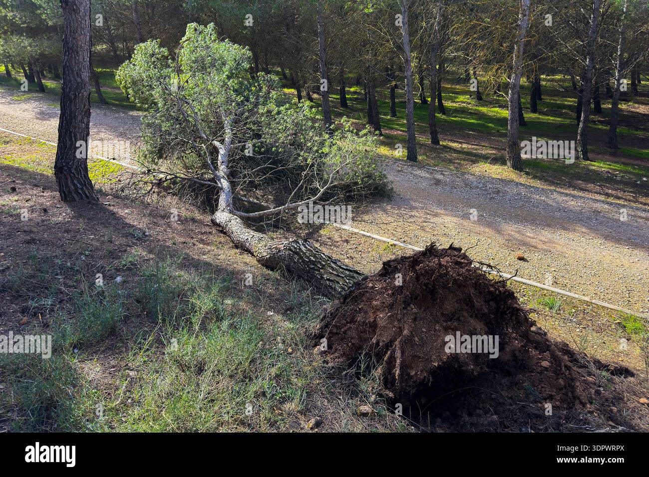 Tree fell across path hi-res stock photography and images - Alamy