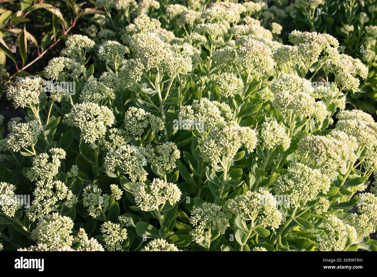 Green sedum succulent plants with dense white flower buds in garden ...