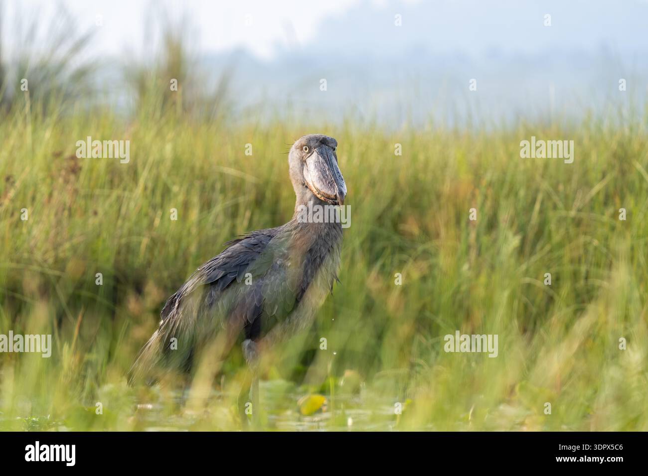 A Shoebill (Balaeniceps rex) standing motionless in its natural habitat ...
