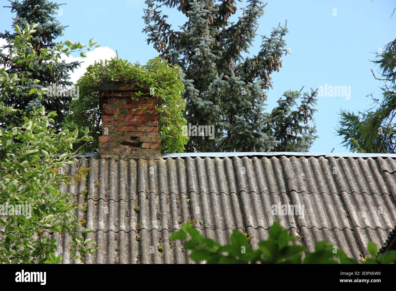 Old brick chimney on a grey corrugated roof, overgrown with greenery ...