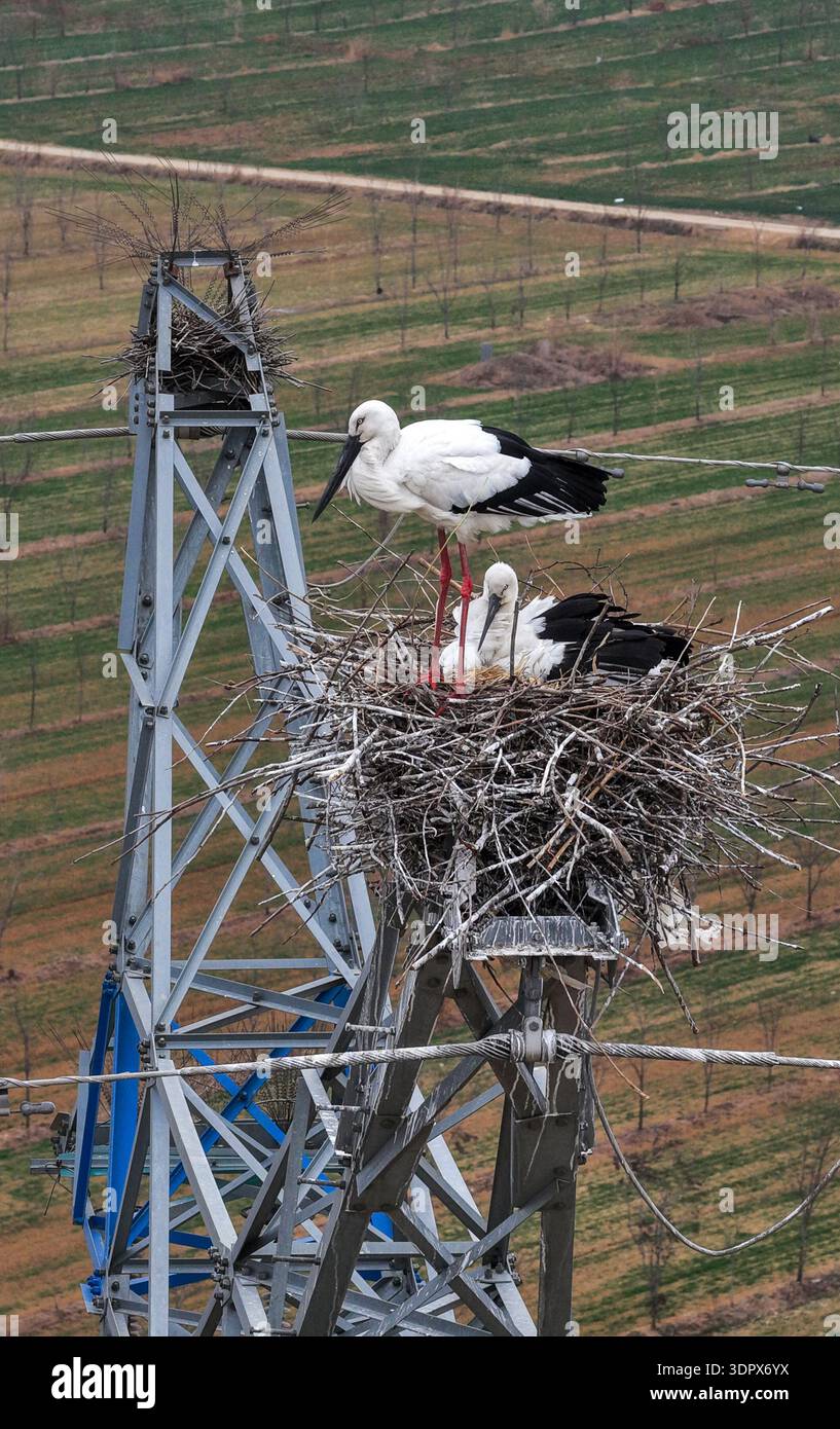 The Oriental White Stork, a national first-class protected animal ...