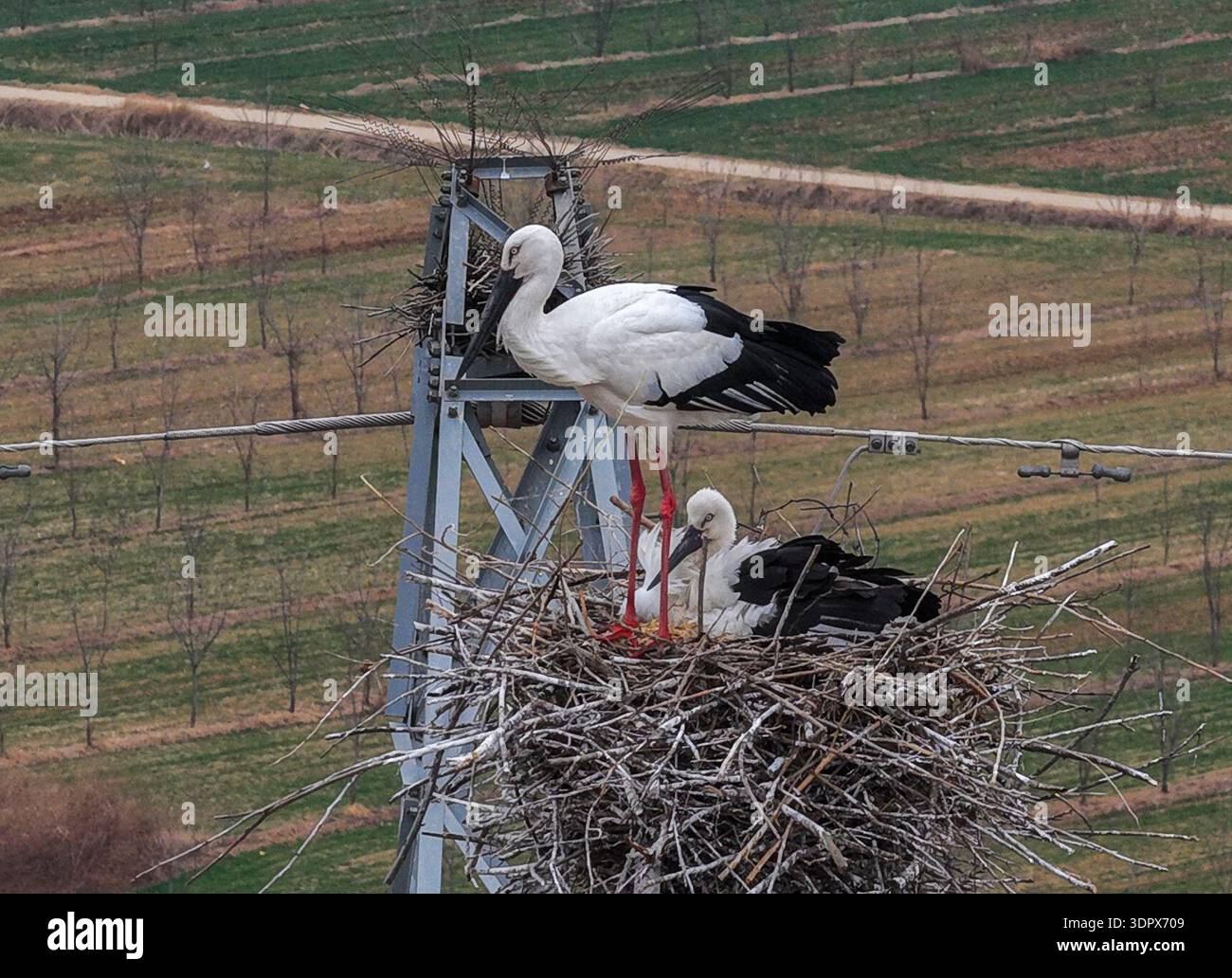 The Oriental White Stork, a national first-class protected animal ...