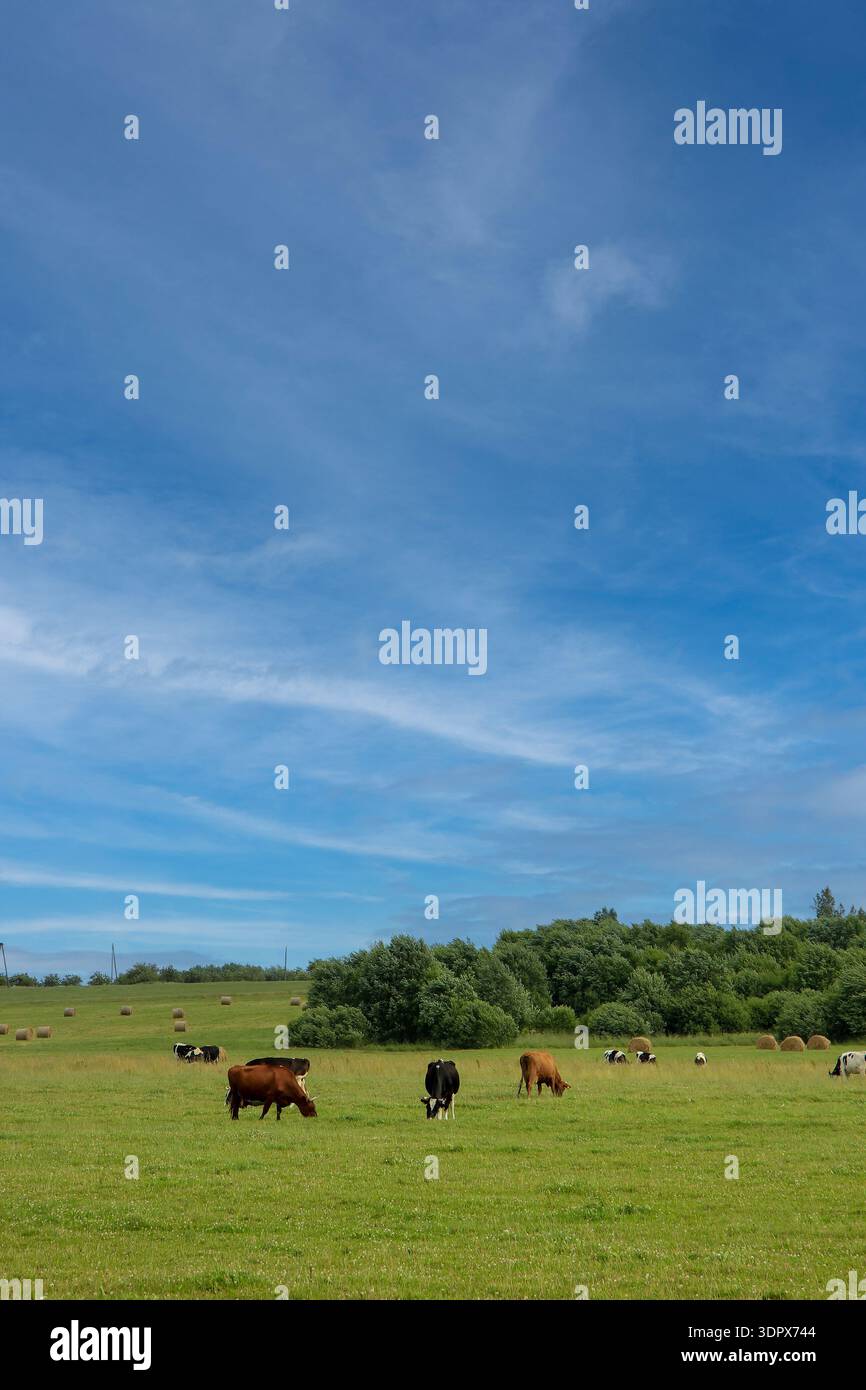 Cows of varying colors graze on a lush green pasture, set beneath a ...
