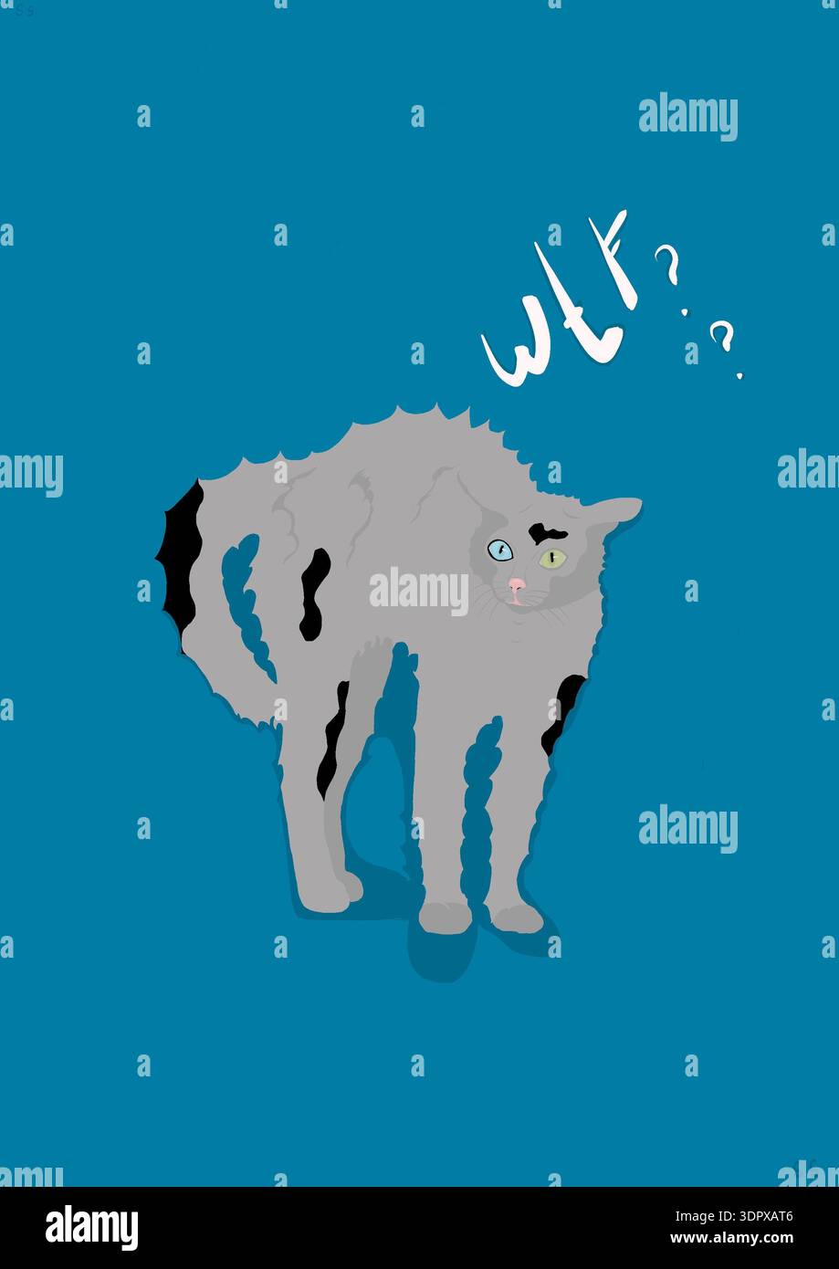 Funny confused cat hi-res stock photography and images - Alamy