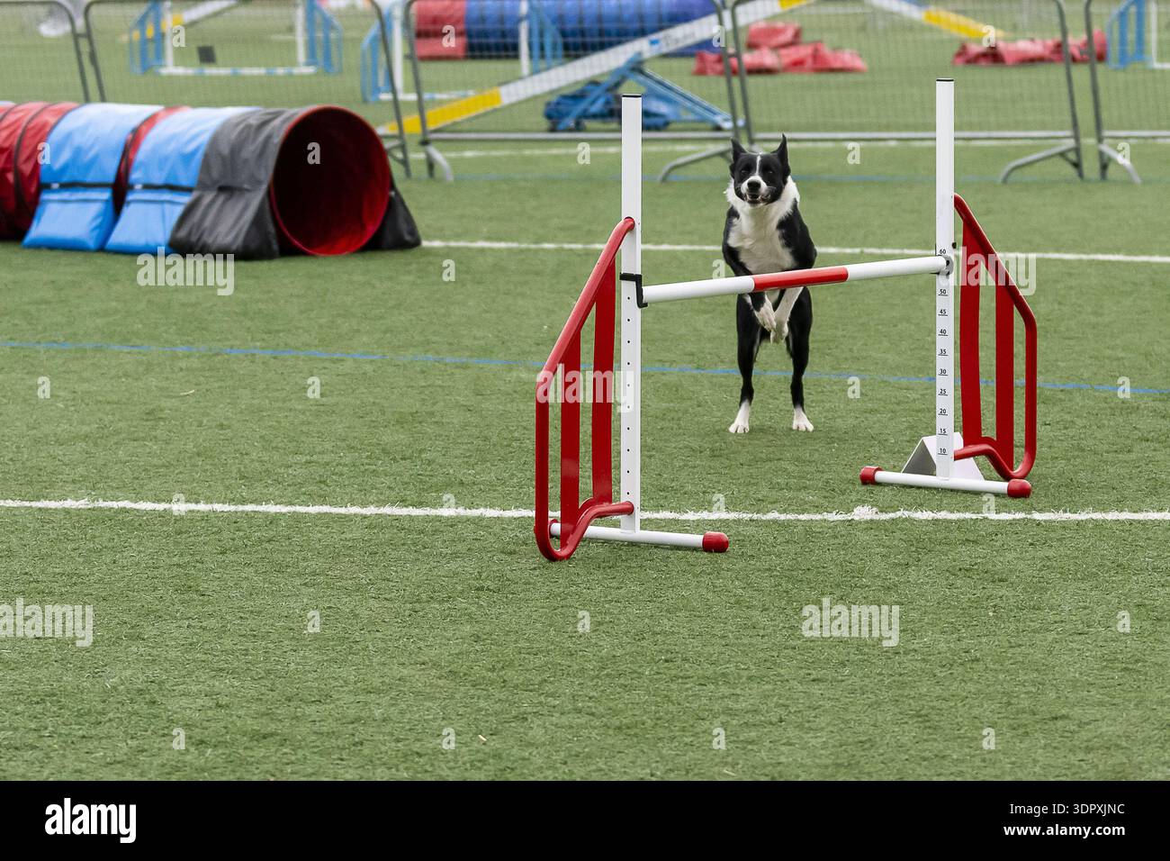 A border collie jumps over agility obstacles during a training session ...
