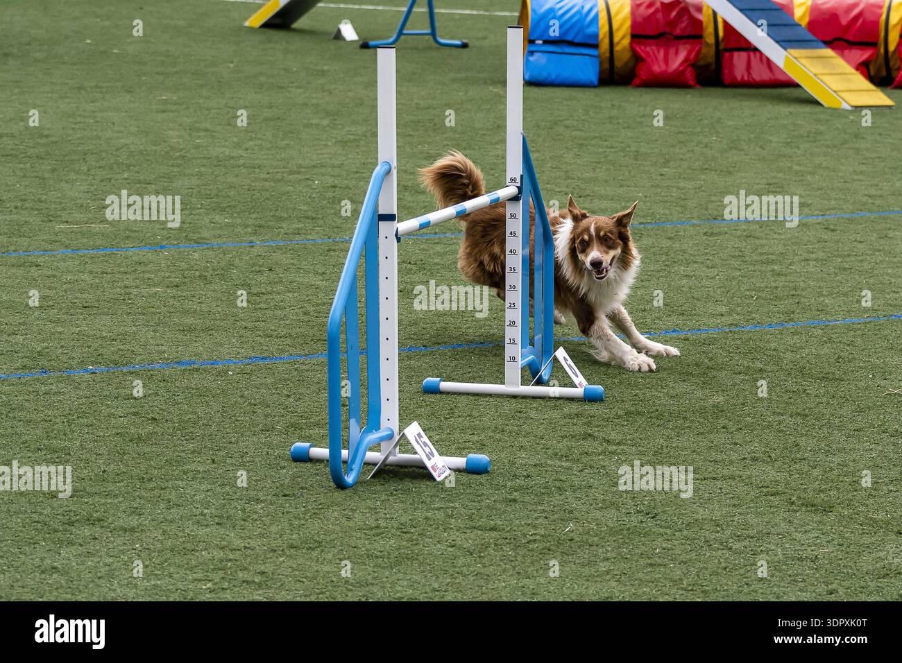 Dog competes in agility sports, maneuvering around obstacles during a ...