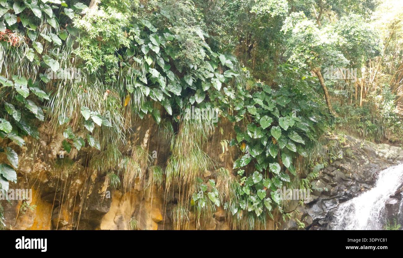 Rain Forest in the Grand Etang National Park , Grenada on 09th February ...