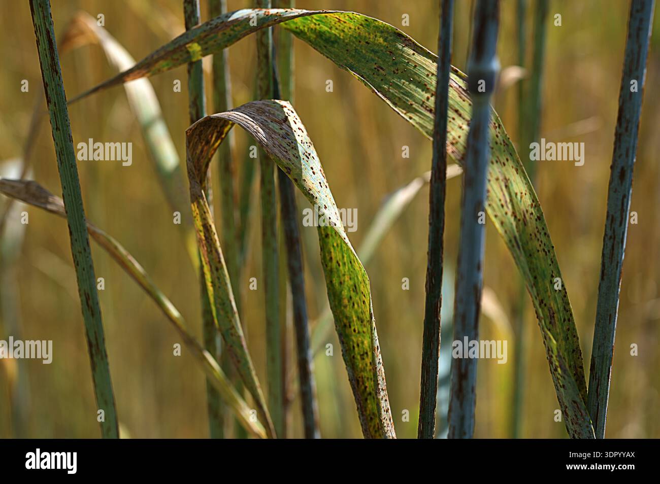 Black stem rust (Puccinia graminis) on stalks of rye (Secale cereale ...