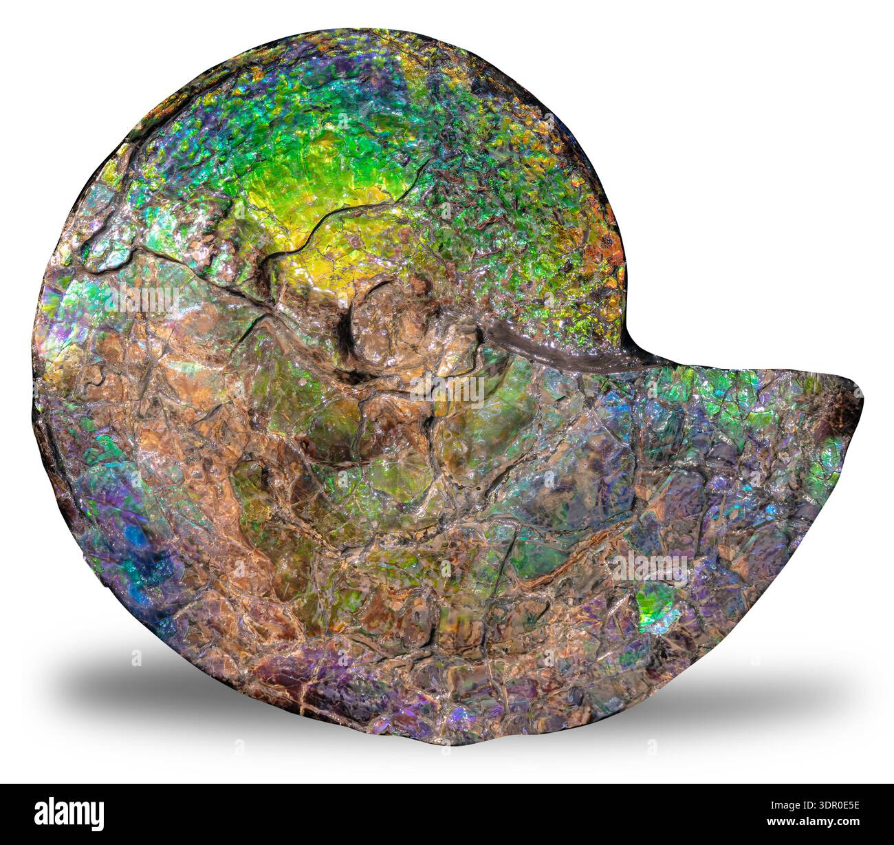 Brilliant iridescent color flashes across the chambered shell of an ...