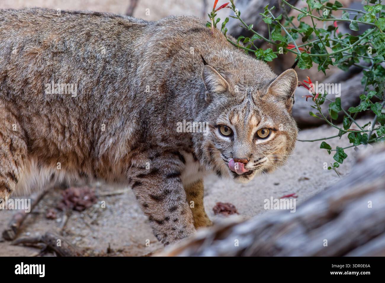 Bobcat, Lynx rufus, Sonoran Desert, Arizona Stock Photo - Alamy