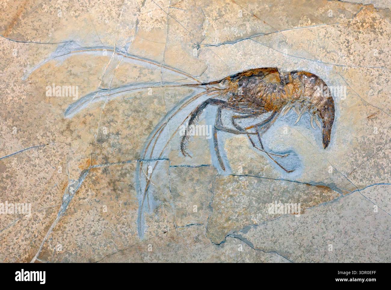 Aeger tipularis hi-res stock photography and images - Alamy