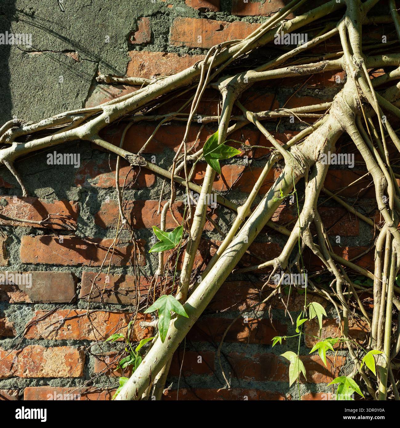 Sunlight highlights intricate network of vines climbing over textured ...