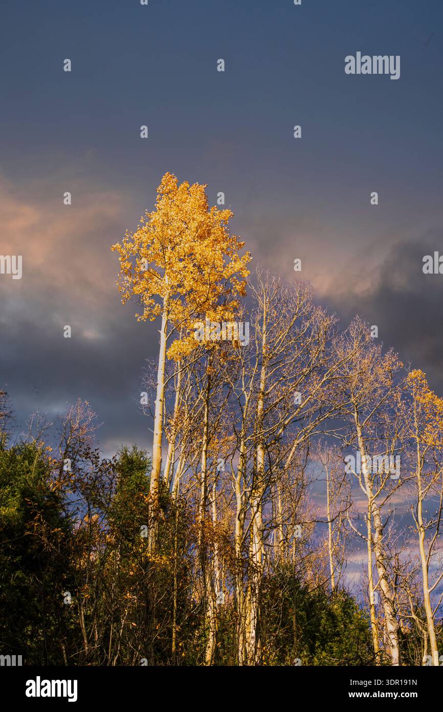 Yellow aspens on a hill top rise into a colorful sky Stock Photo - Alamy