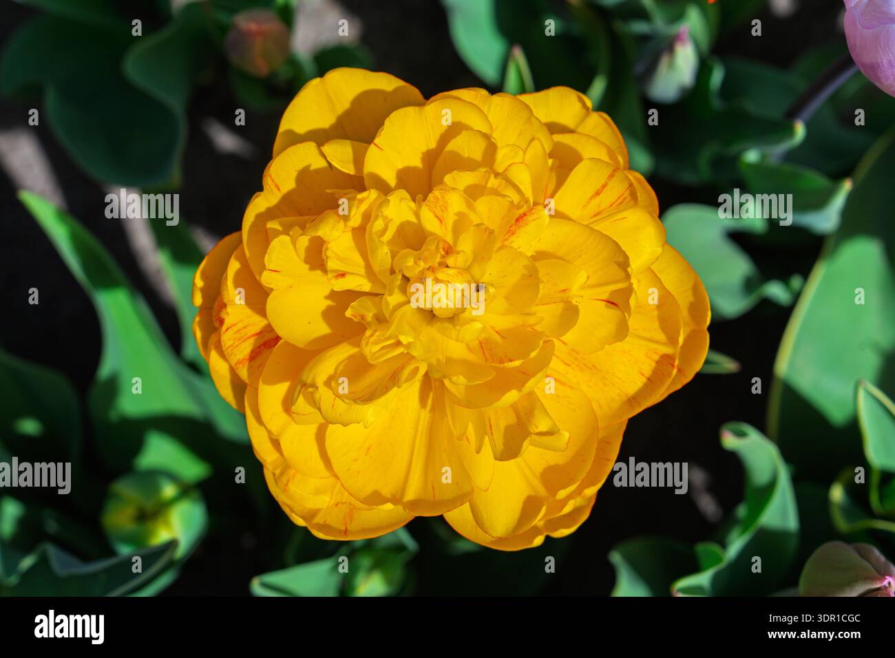 Radiant Yellow Tulip Bloom A Symbol of Springtime Beauty and Floral ...