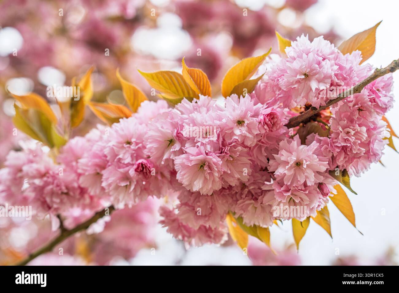 Delicate Pink Blossoms A Symphony of Spring Beauty and Floral Abundance ...