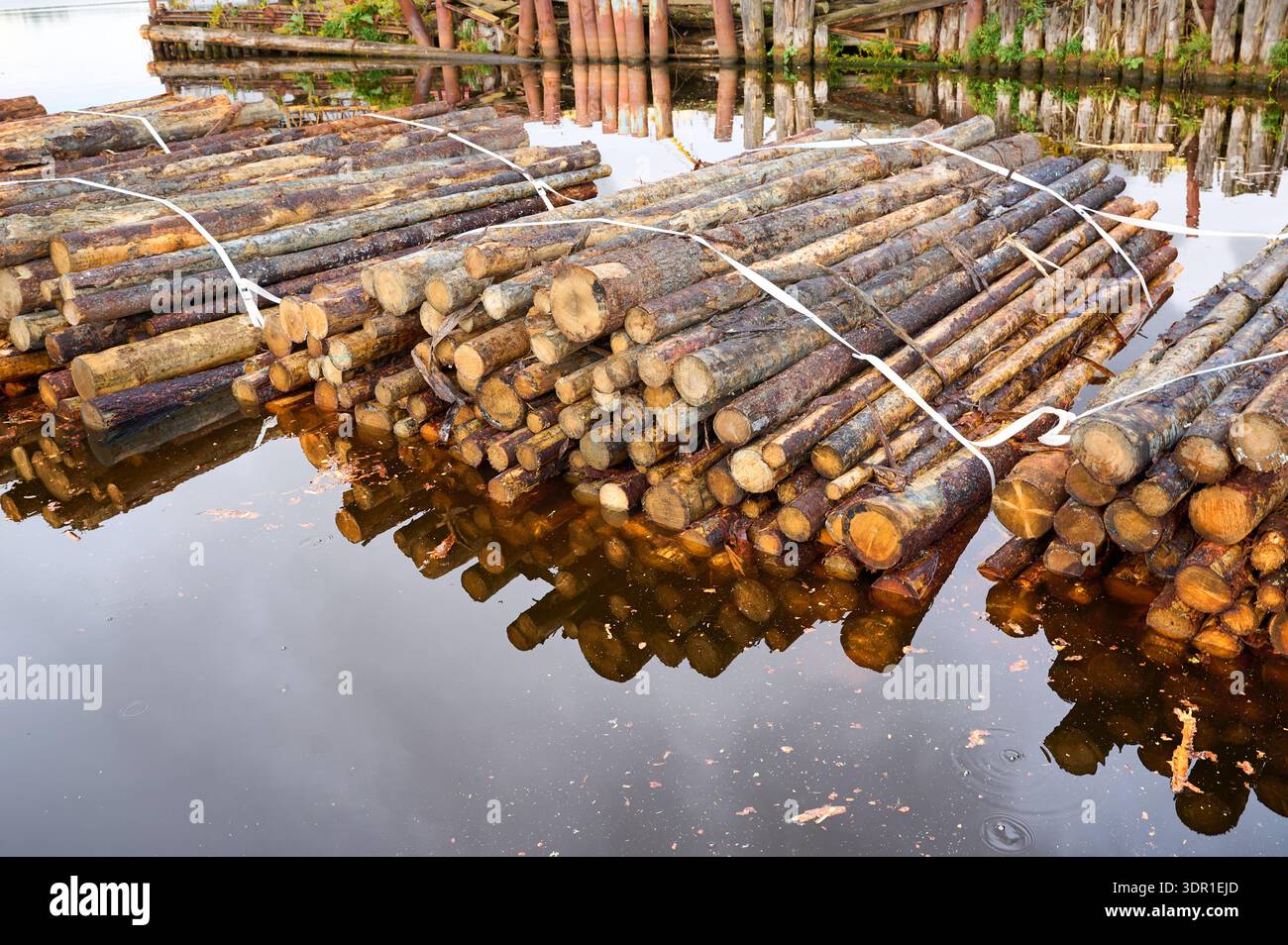 Timber logs stacked near water at a lumber yard during twilight hours ...