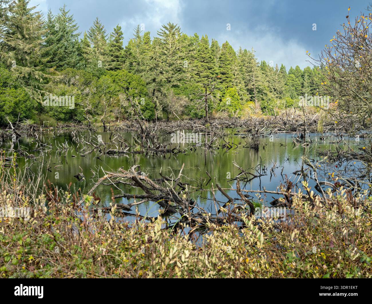 Tree stumps and the forest are reflected in the still waters of a swamp ...