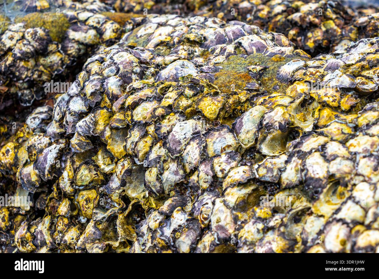 Mussels shells on stone rock on the beach texture pattern in Patong ...