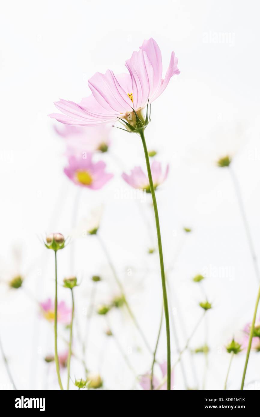 Vertical pink cosmos flower with white and pink flowers in soft light ...