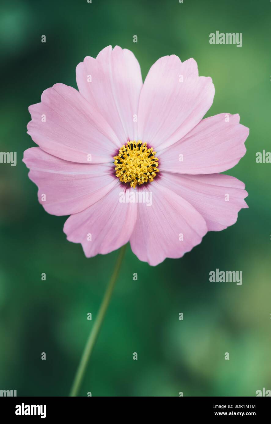 Single pink cosmos flower with blur natural background macro Stock ...