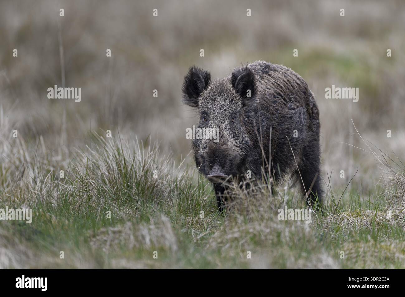 It is difficult for me to distinguish this wild boar boar (Sus scrofa ...