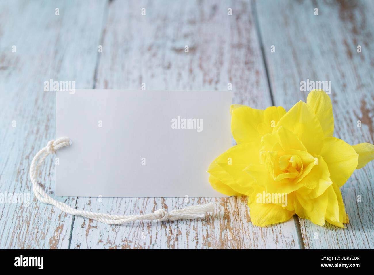 Yellow terry narcissus daffodil flower and blank card on vintage wooden ...