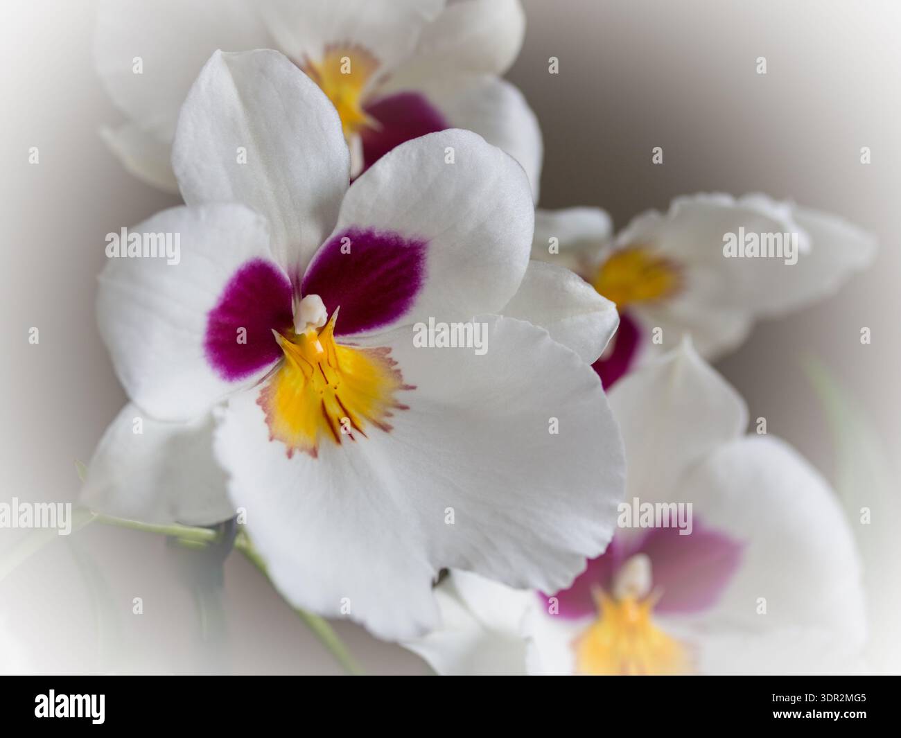Blooming white orchid flower with purple spots of the genus Milton ...