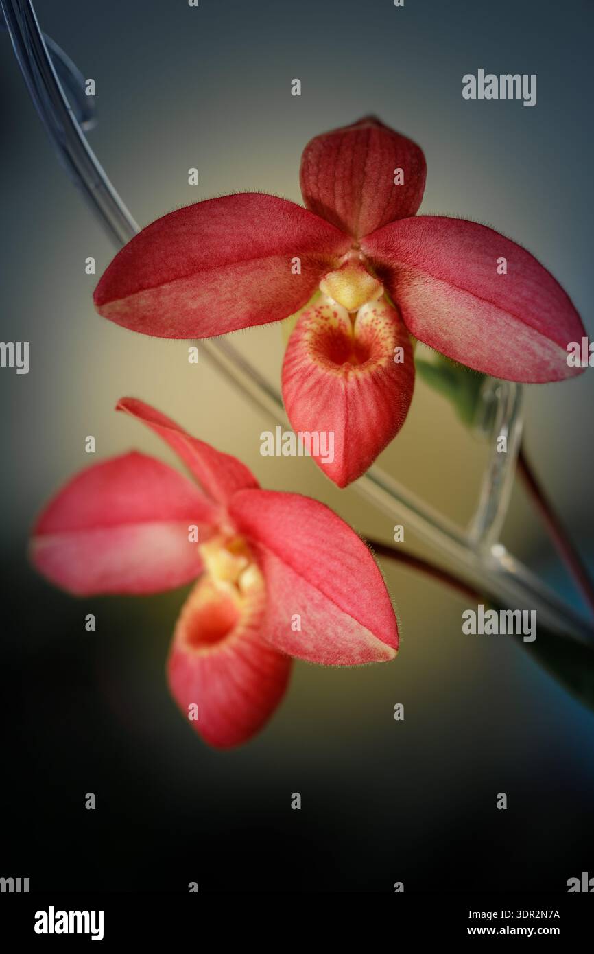 Beautiful two red orchids flowers. Variety Phragmipedium Andean Fire ...