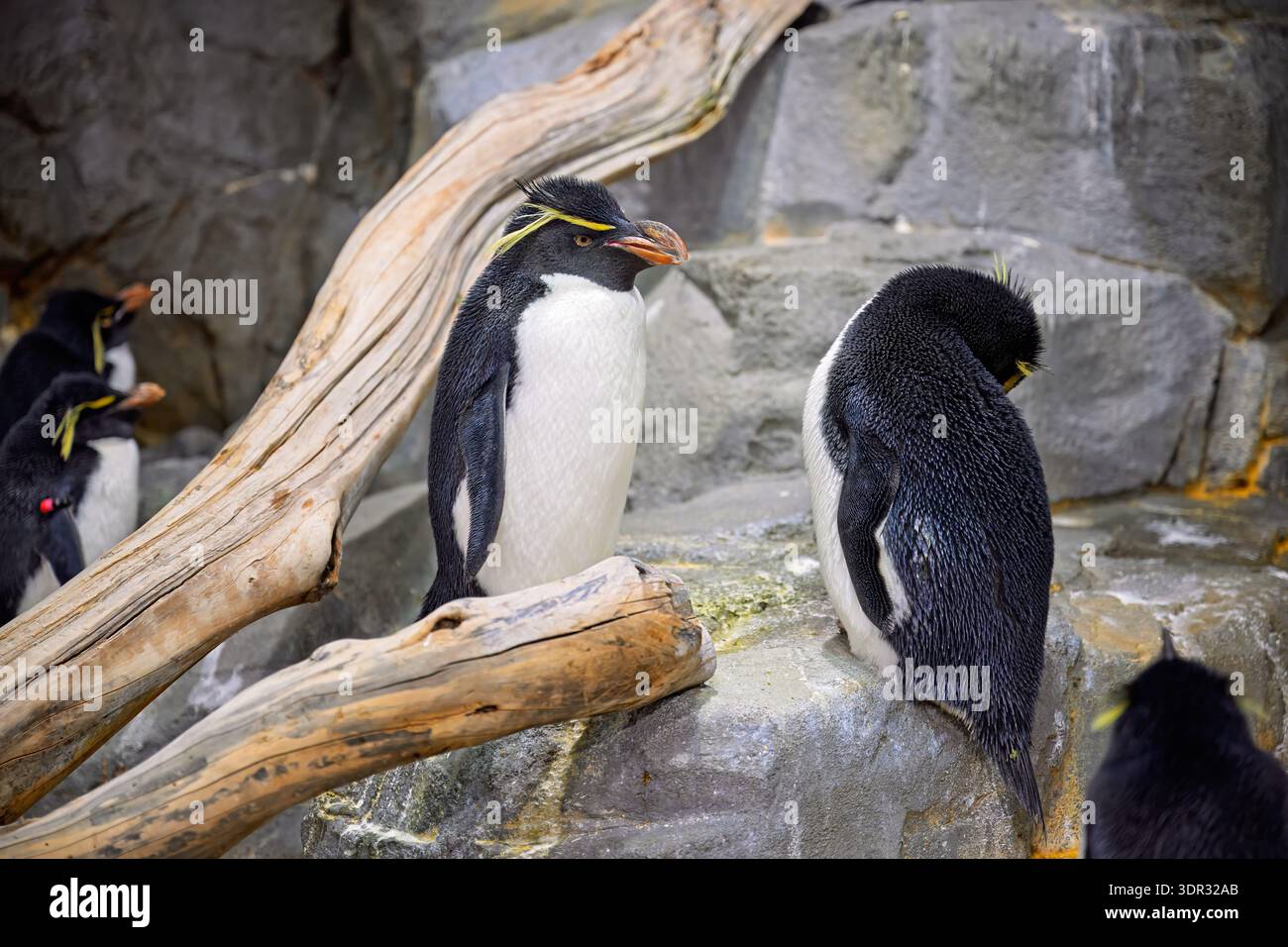 Rockhopper penguin, Osaka aquarium, flightless bird, animal tourism ...