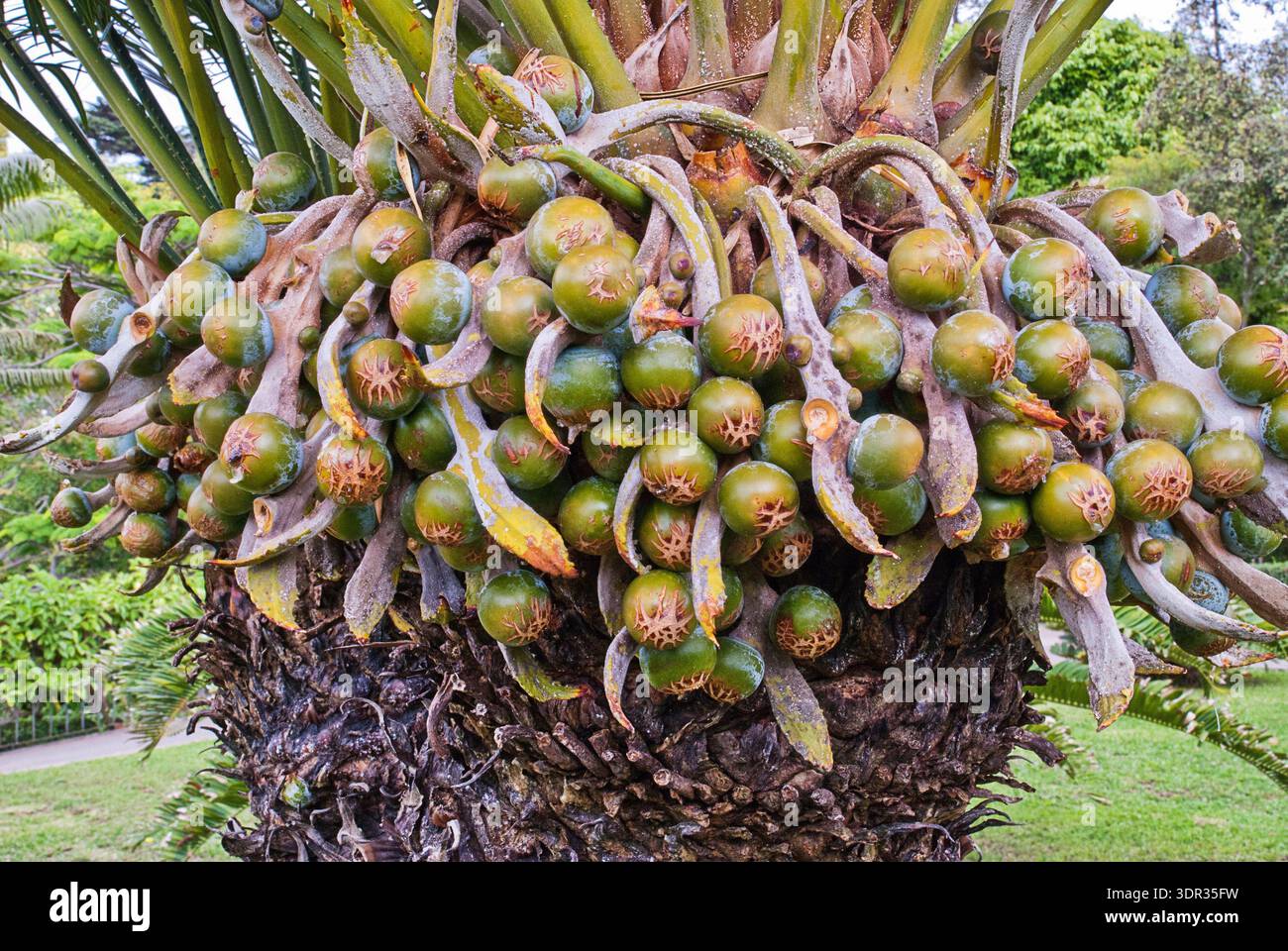 Curved leaf like structures surrounding fruit clusters hi-res stock ...