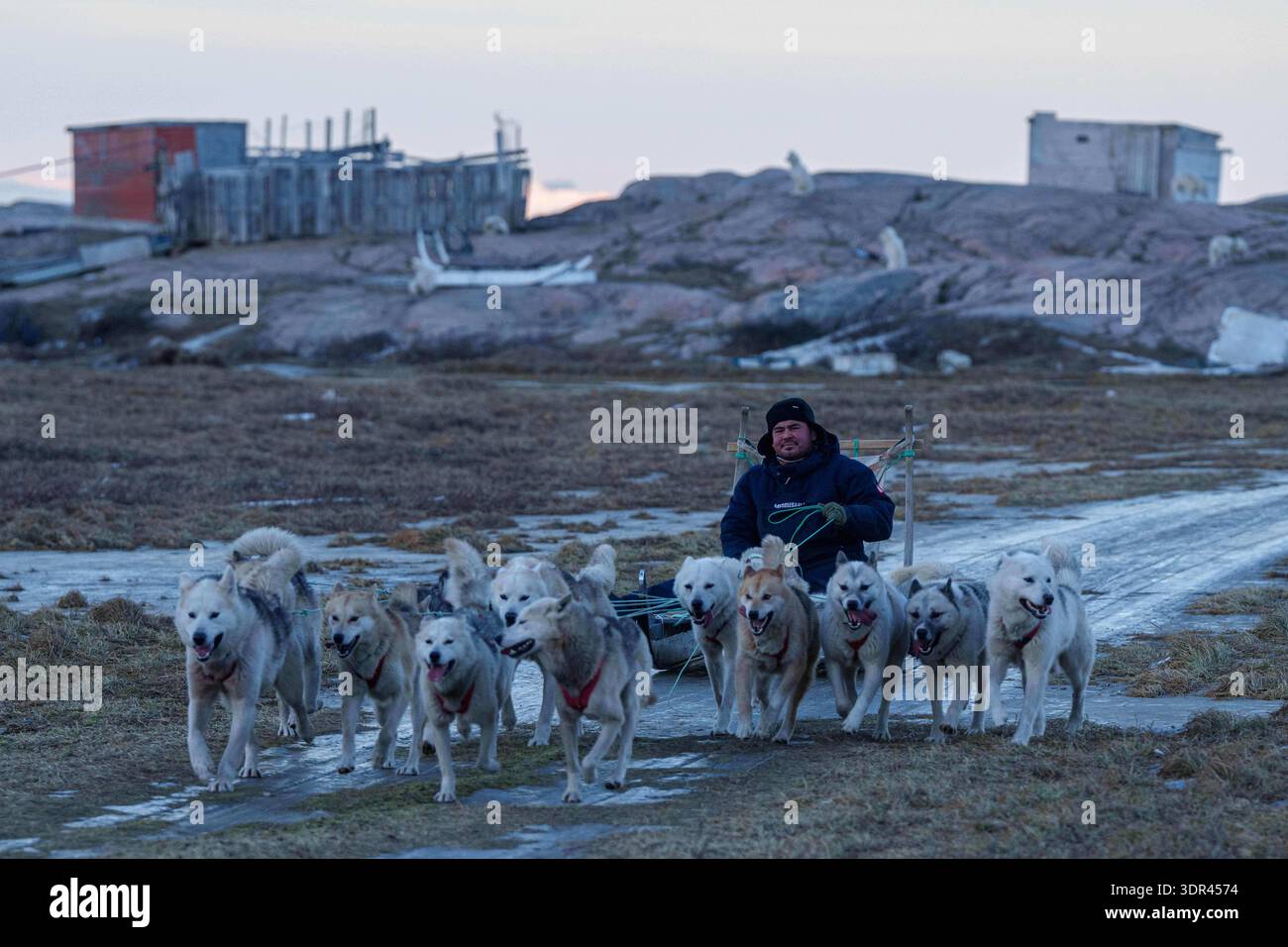 A man riding with his sled dogs in Ilulissat, Greenland, on Tuesday Jan ...