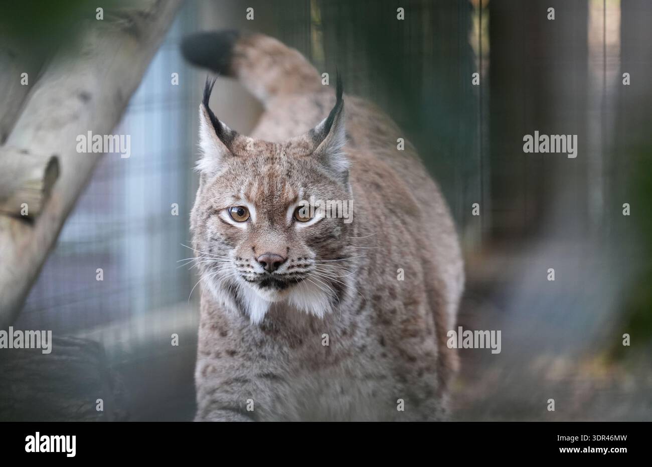 Ursa the Eurasian Lynx rescued from Ukraine in her enclosure after ...