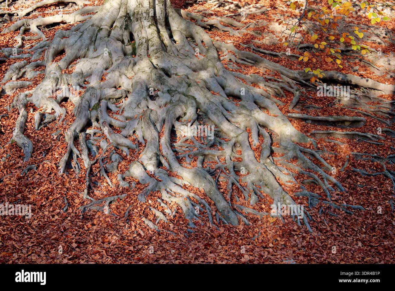 Roots Over Ground. Expansive Roots Stretching Across Leafcovered Forest ...