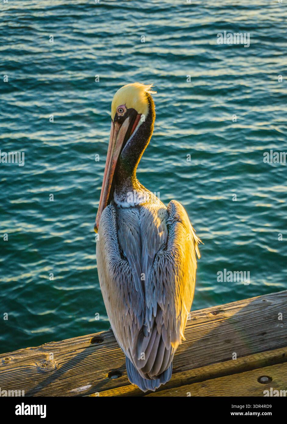 Pelican sunrise florida hi-res stock photography and images - Alamy