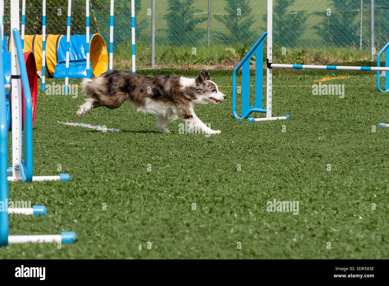 A border collie runs swiftly through agility obstacles in a green park ...