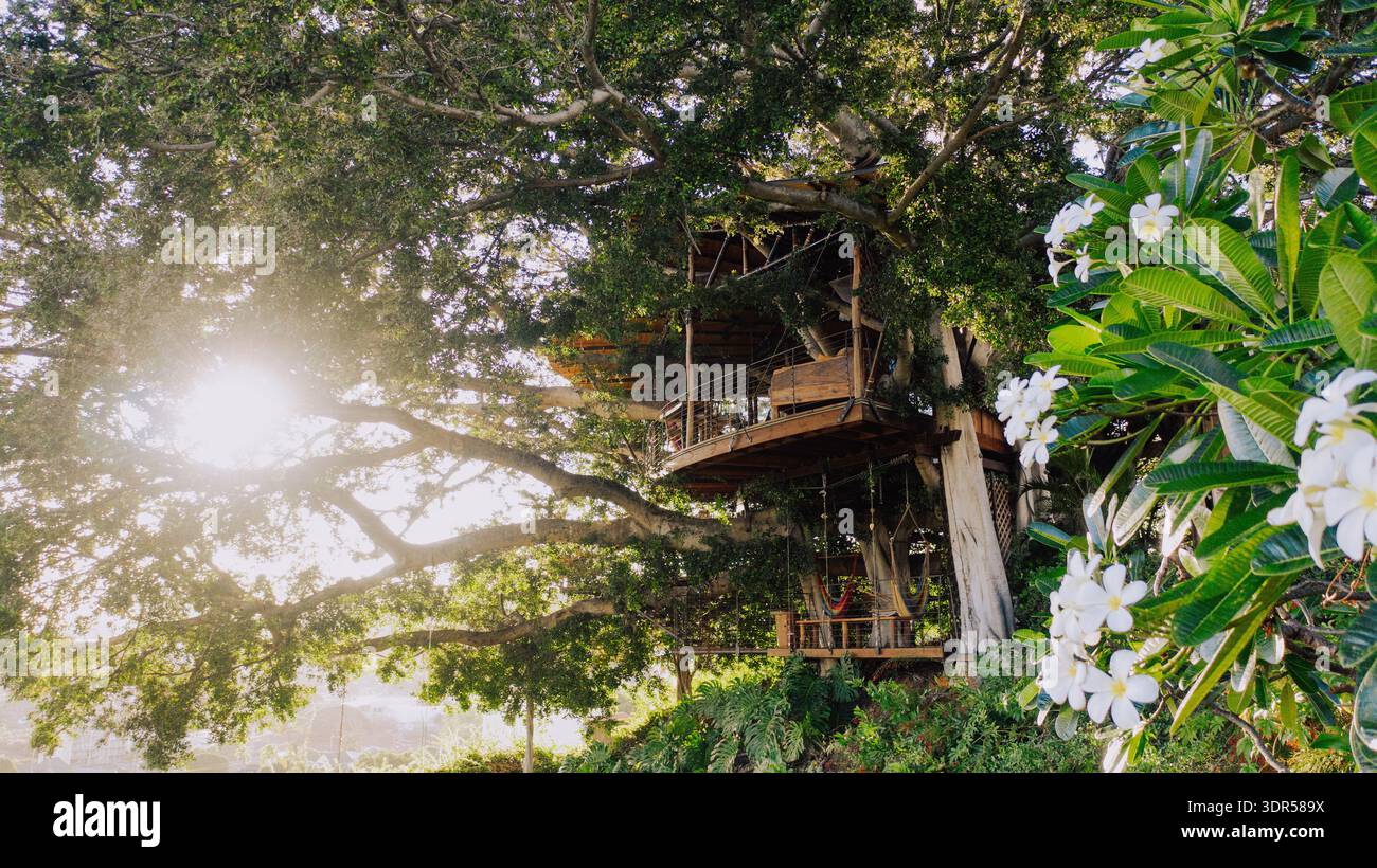 Aerial view of a whimsical treehouse nestled within a verdant canopy ...