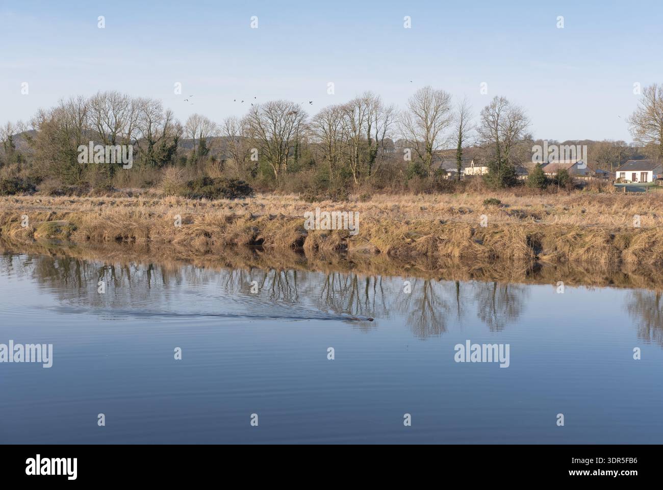 River Nith, Kingholm Quay, 14th February 2026 an otter swims upstream ...