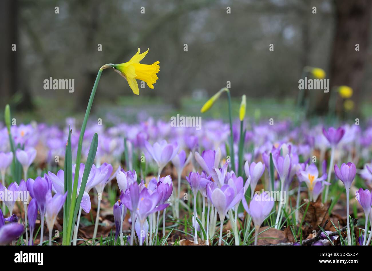 Purple winter crocuses at Kew Gardens, SW London, UK Stock Photo - Alamy