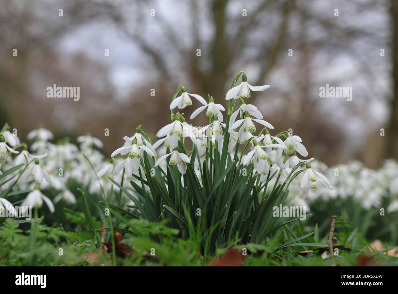 Winter snowdrops at Kew Gardens, SW London, UK Stock Photo - Alamy