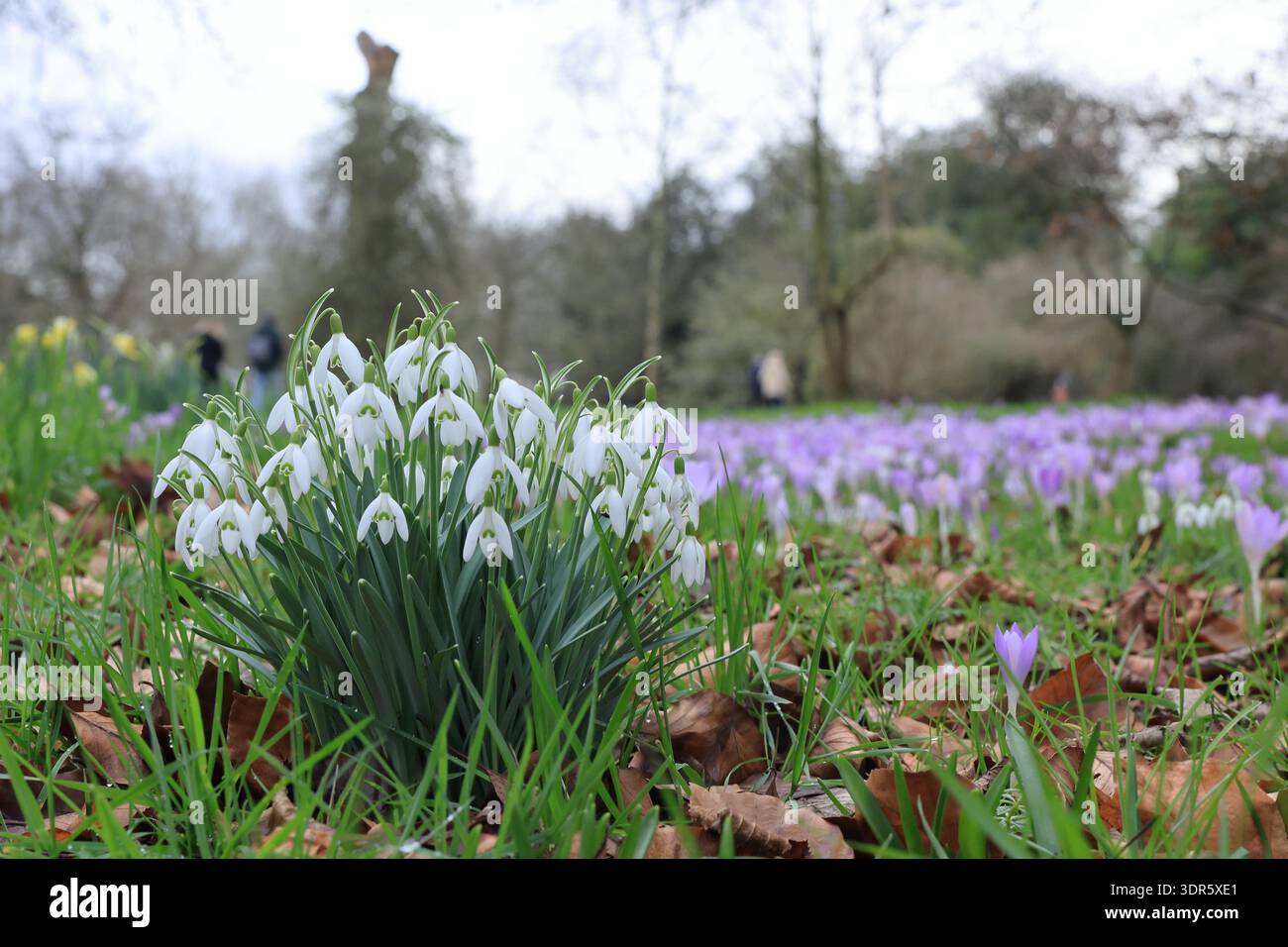 Winter snowdrops at Kew Gardens, SW London, UK Stock Photo - Alamy