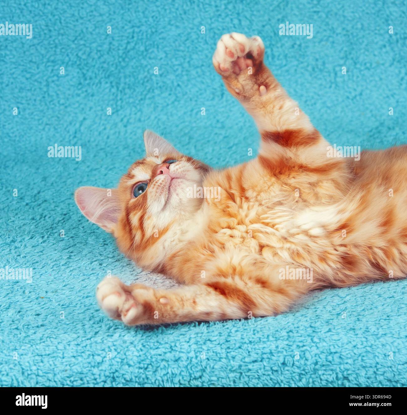 Little kitten raised paw hi-res stock photography and images - Alamy