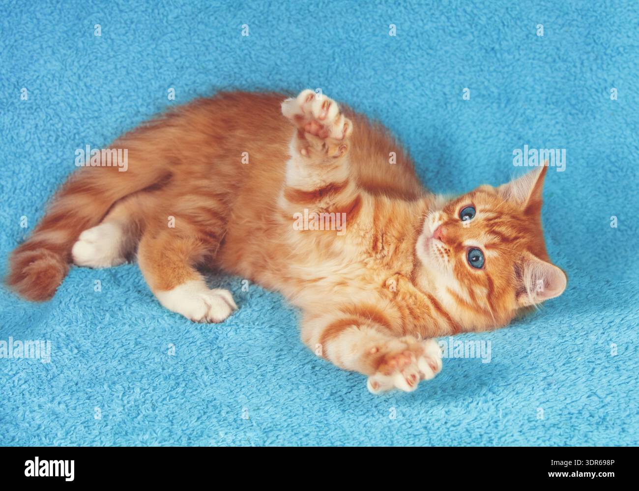 Little kitten raised paw hi-res stock photography and images - Alamy