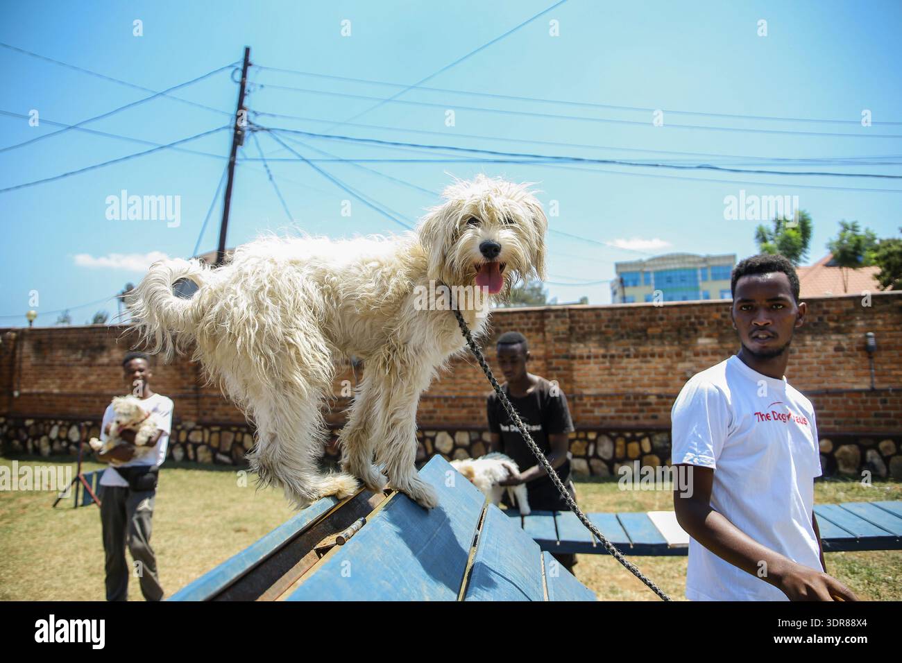 RWANDA, KIGALI. Kigali's leading centre for training dogs at Kimironko ...