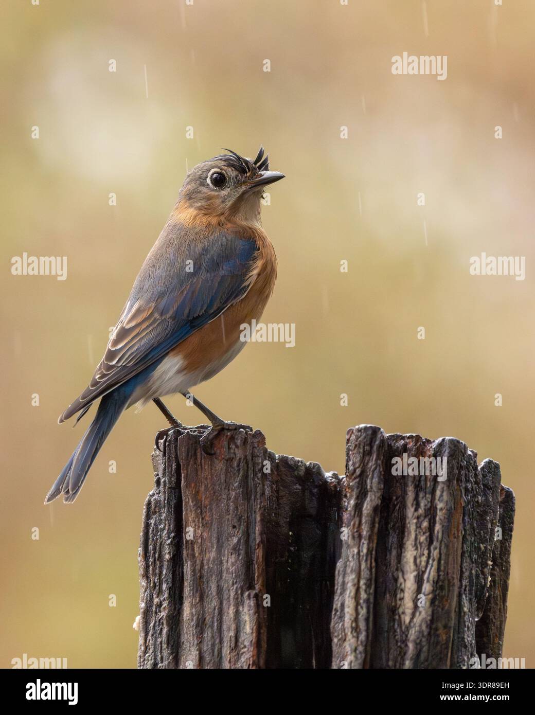 Perches on nest hi-res stock photography and images - Alamy