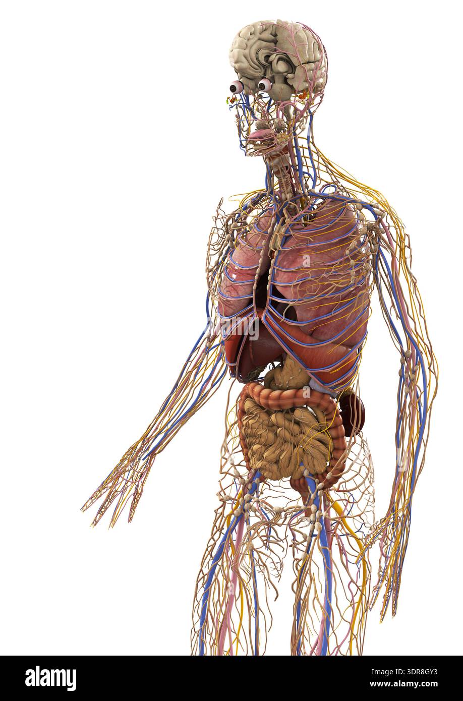 Illustration of the human anatomy showing the nerves (yellow), arteries ...