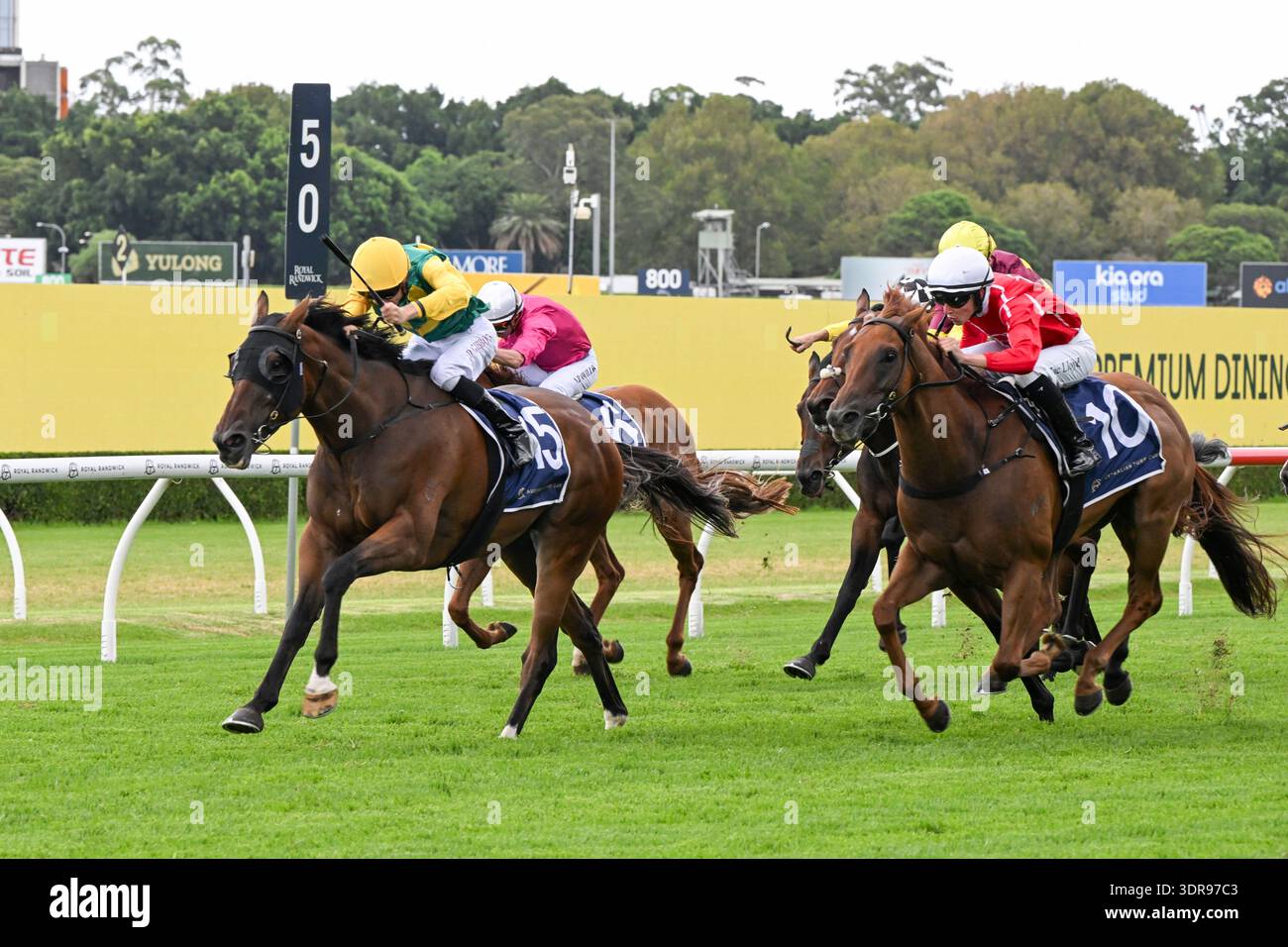 Sydney,Australia. 14 February, 2026. Jamberoo in the Wellington Racing ...
