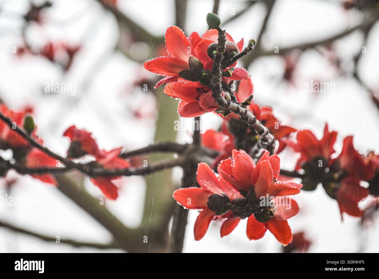 Changjiang, China's Hainan Province. 17th Feb, 2026. Kapok flowers are ...