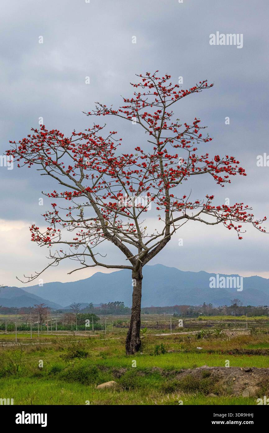 Changjiang, China's Hainan Province. 14th Feb, 2026. A kapok tree is ...