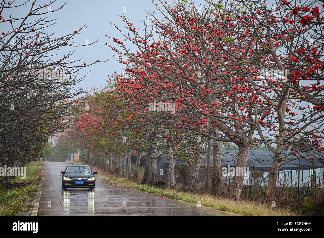 Changjiang, China's Hainan Province. 17th Feb, 2026. Kapok flowers are ...